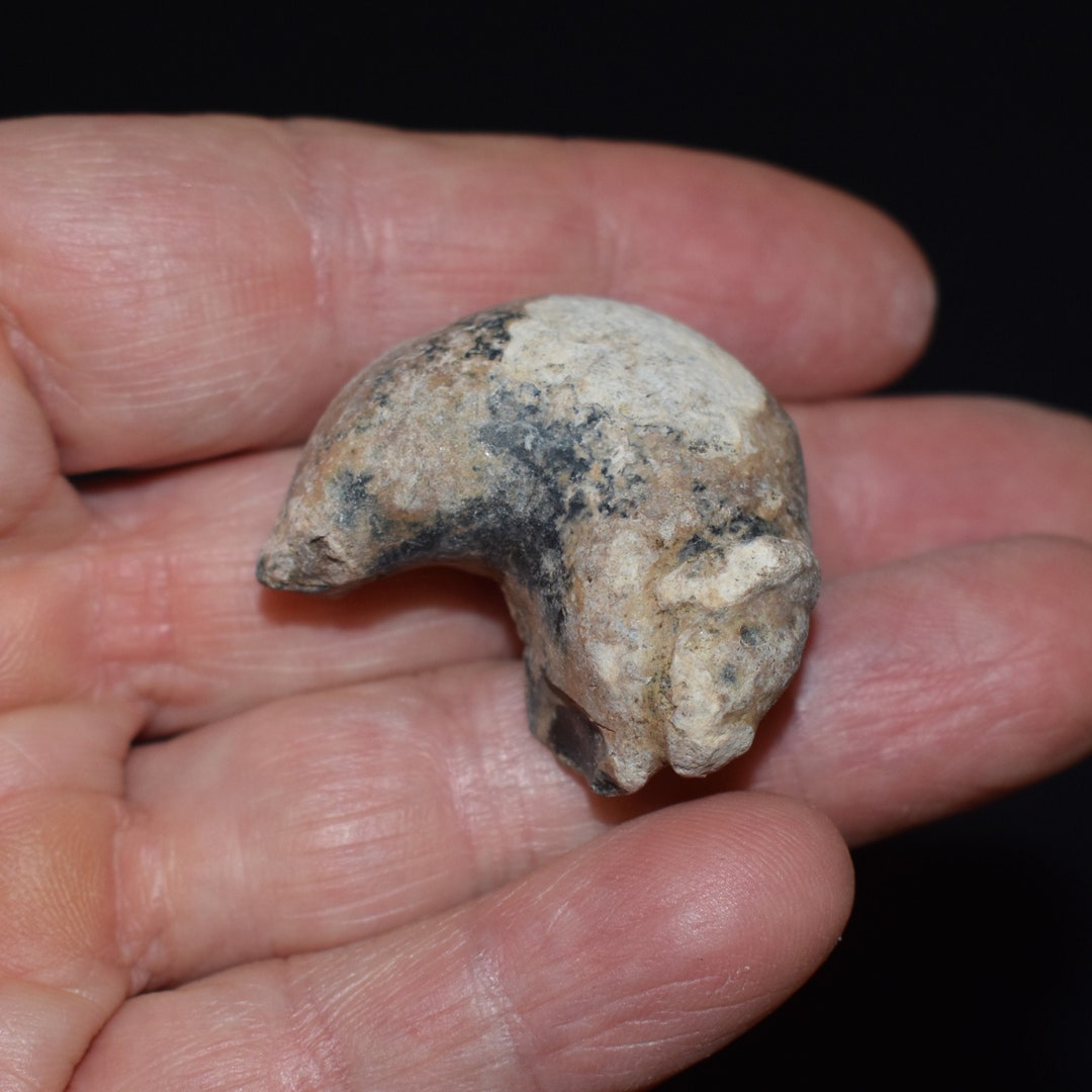 Great Pleistocene Manatee Fossilized Ear Bone Pleistocene 10,000 - 1.8 ...