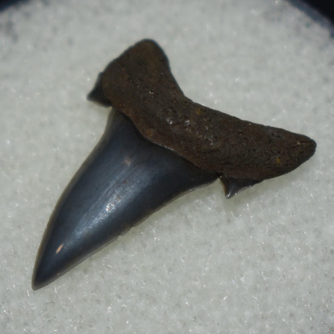 Beautiful Extinct Mackerel Shark Tooth in a Gem Jar - Etsy