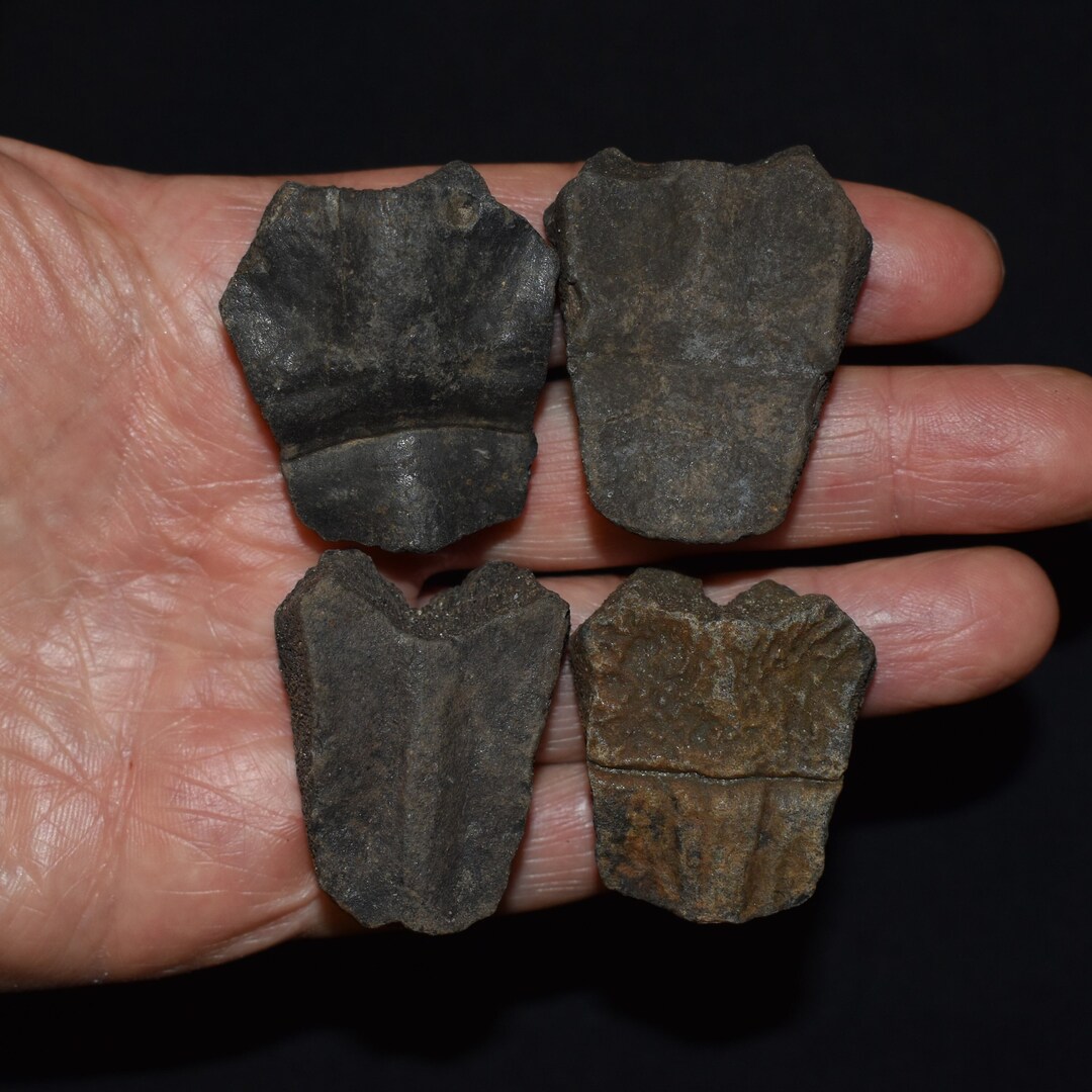 Set of Four Fossilized Turtle Shell Elements top Shell Pieces Miocene ...