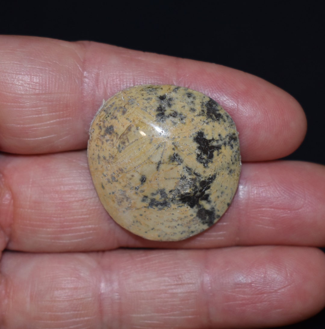 Excellent Small Fossilized California Sand Dollar - Pliocene (roughly 4 ...