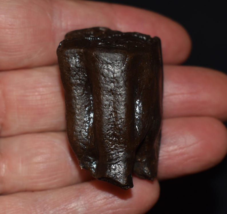 Fossilized Pleistocene Equus Horse Tooth - Florida Origin - Etsy