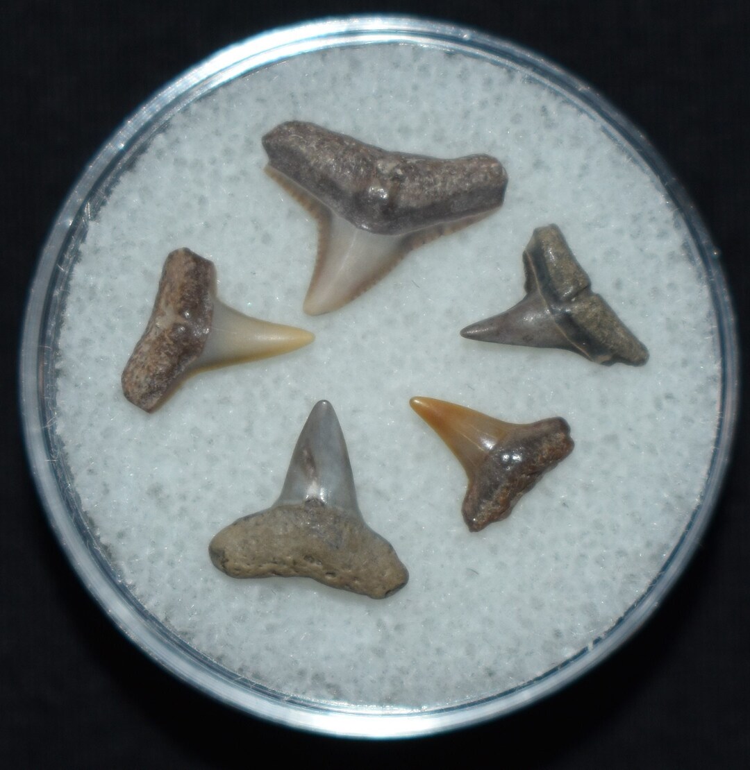 Five Beautiful Mini Bone Valley Fossilized Shark Teeth in a - Etsy