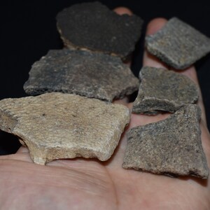 Great Highly Detailed Set of Six Fossilized Soft-shelled Turtle Shell ...