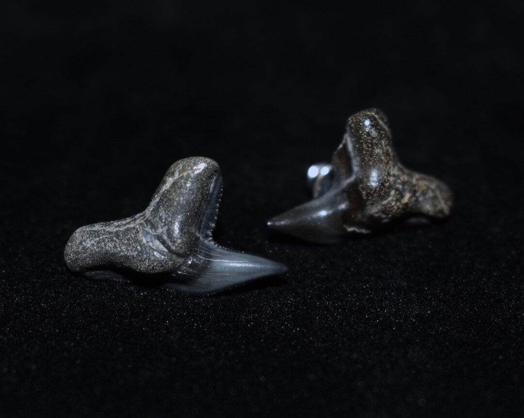 Fossilized Longtooth Tiger Shark Earrings With Sterling Silver Posts - Etsy