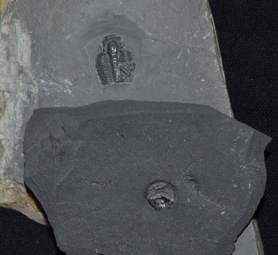 Cool Pair of Matrix Plates One With a Brachiopod (clam) and One With an ...