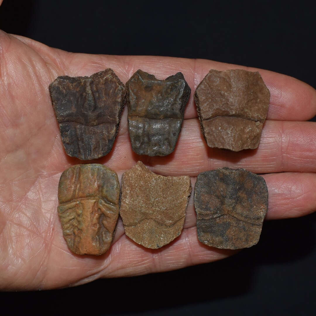 Set of Six Fossilized Turtle Shell Elements top Shell Pieces Miocene to ...