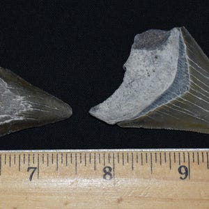 Cool Pair of Authentic Fossilized Megalodon Shark Teeth Bone Valley ...