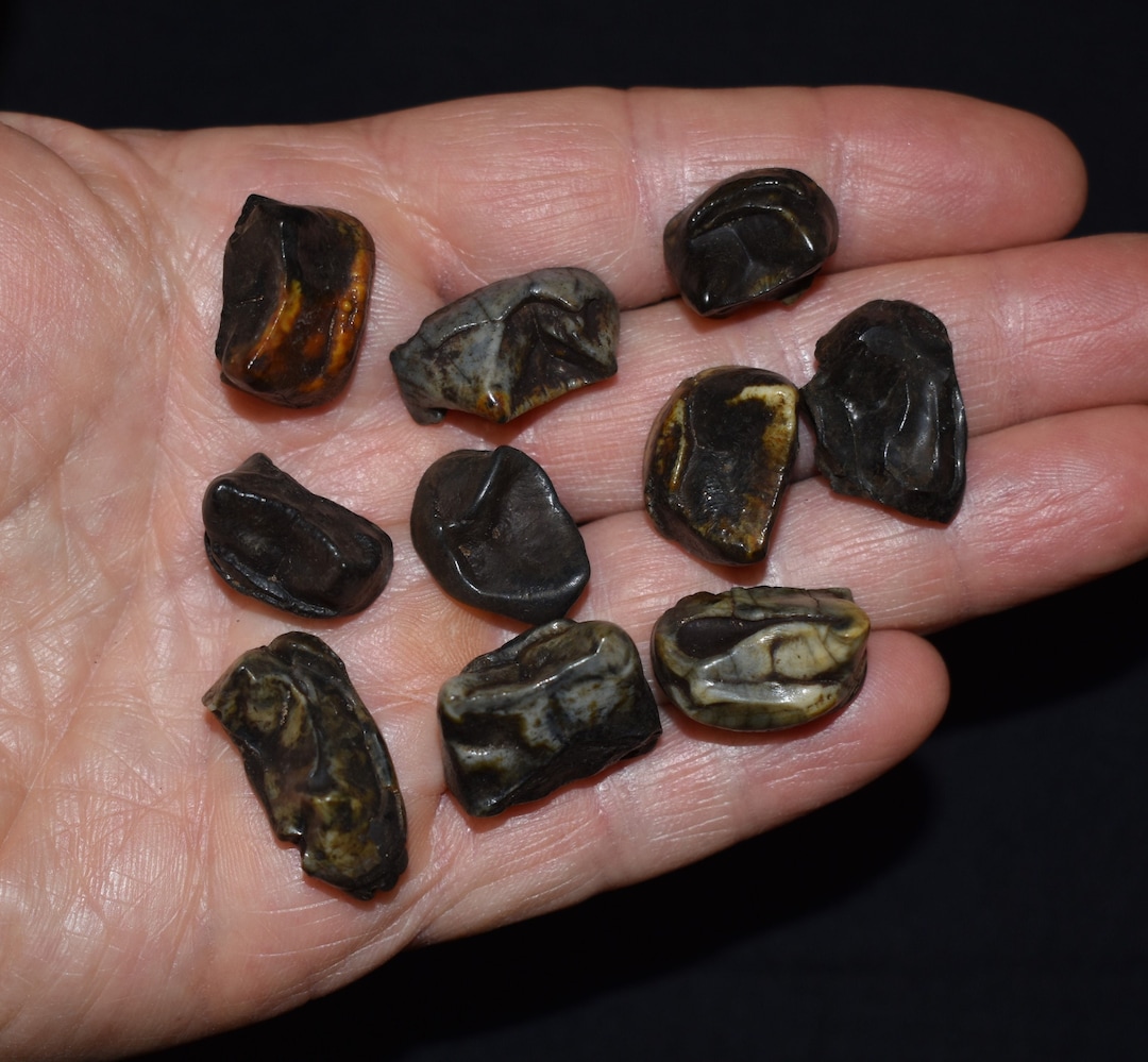 Ten Fossilized Tapir Partial Teeth Pleistocene 10000 1.8 - Etsy