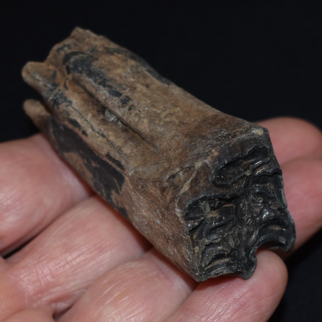 Great Fossilized Pleistocene Equus Horse Tooth 10,000 - 1.8 Million ...