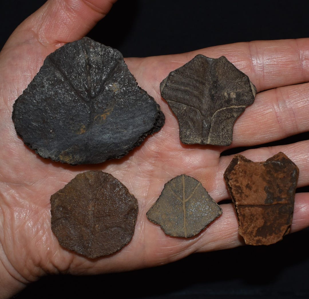 Great Set of Five Piece Fossilized Turtle Shell Lot - Miocene to ...