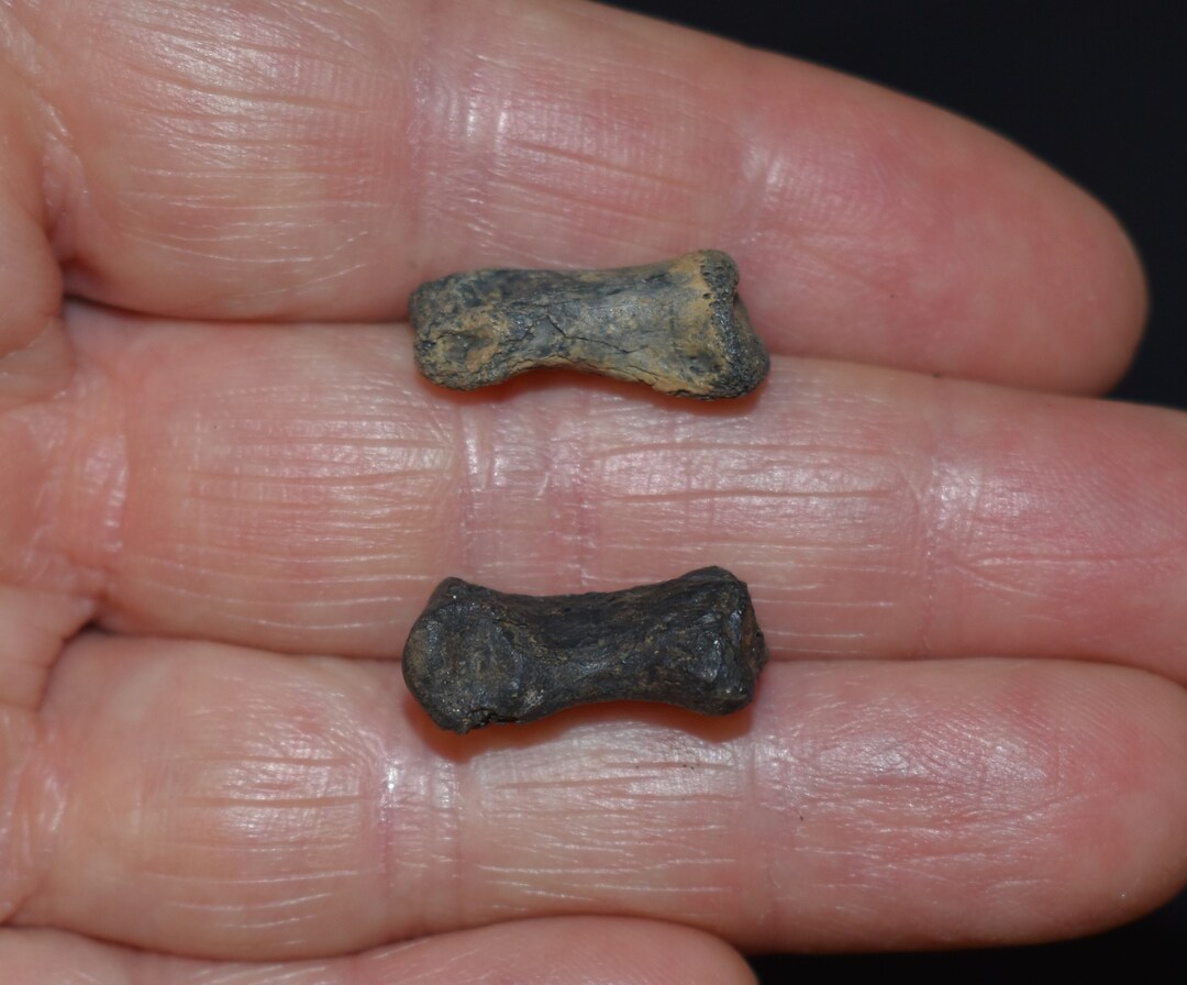 Great Bargain Pair of Small Fossil Toe Bones - Pleistocene 10,000 - 1.8 ...