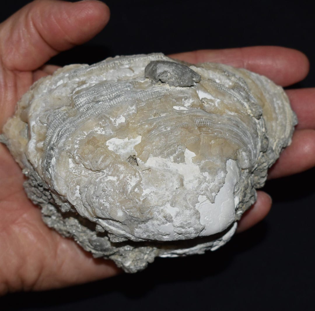 Amazing Large 4 1/2" Fossilized Clam With Honey Calcite Crystals Formed ...