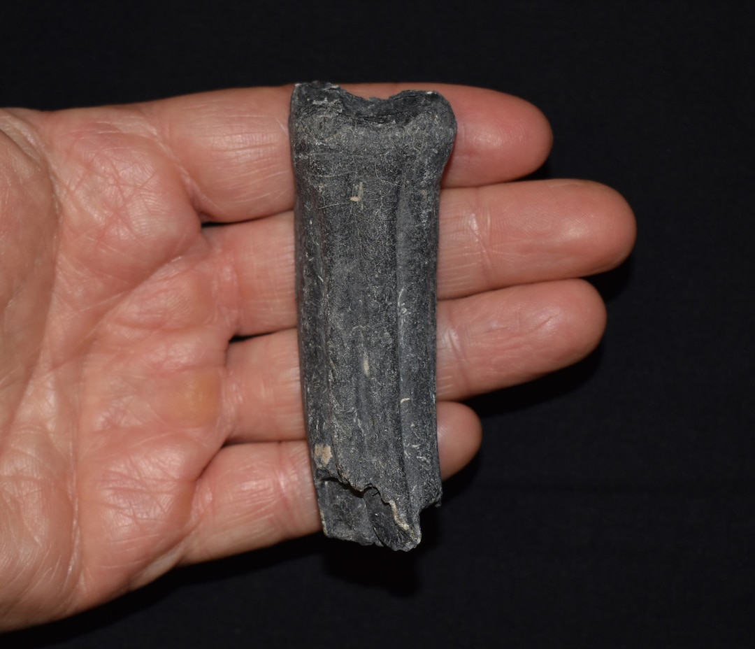 Great Large Fossilized Pleistocene Equus Horse Tooth 10,000 - 1.8 ...