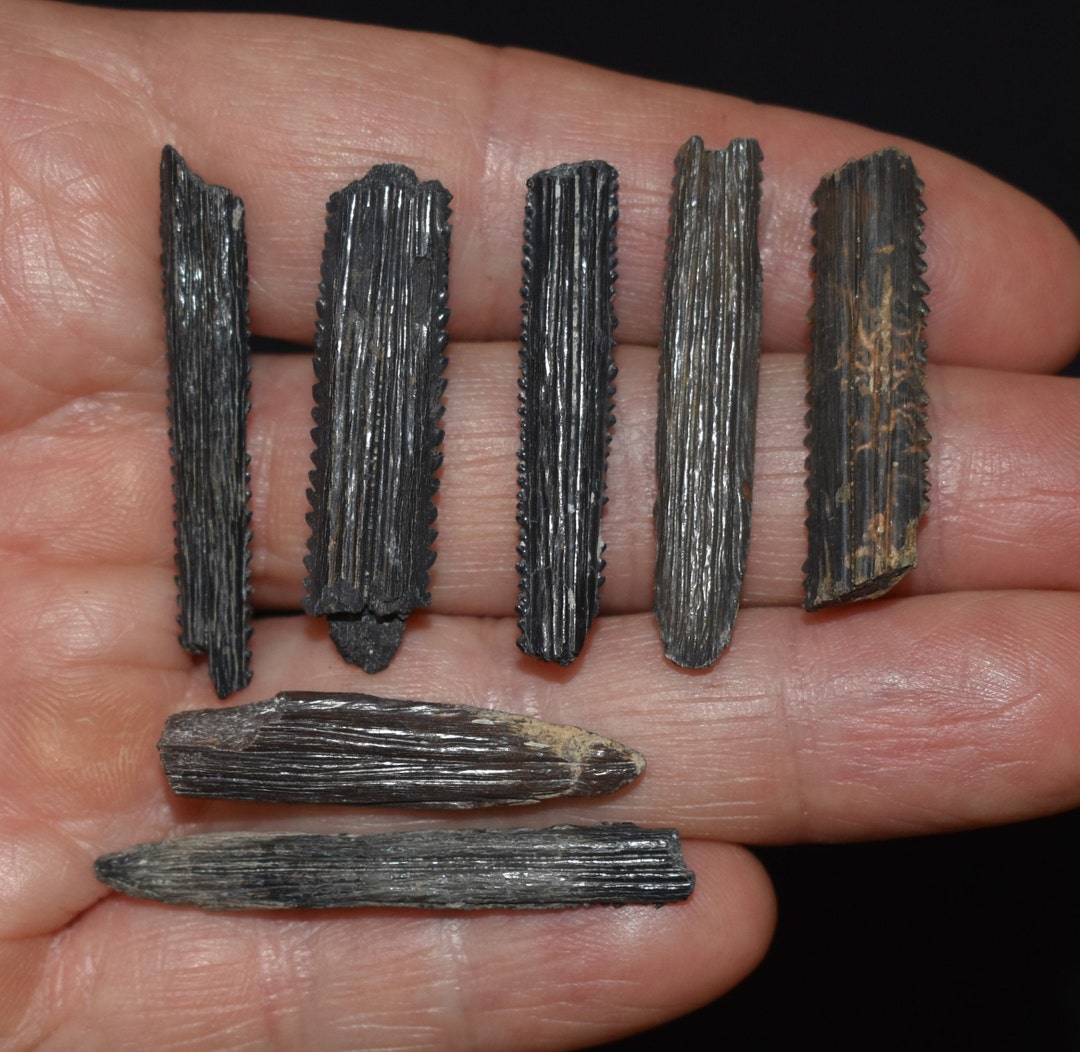 Seven Fossilized Ray Tail Spine Sections Miocene 5 Million 24 Million ...