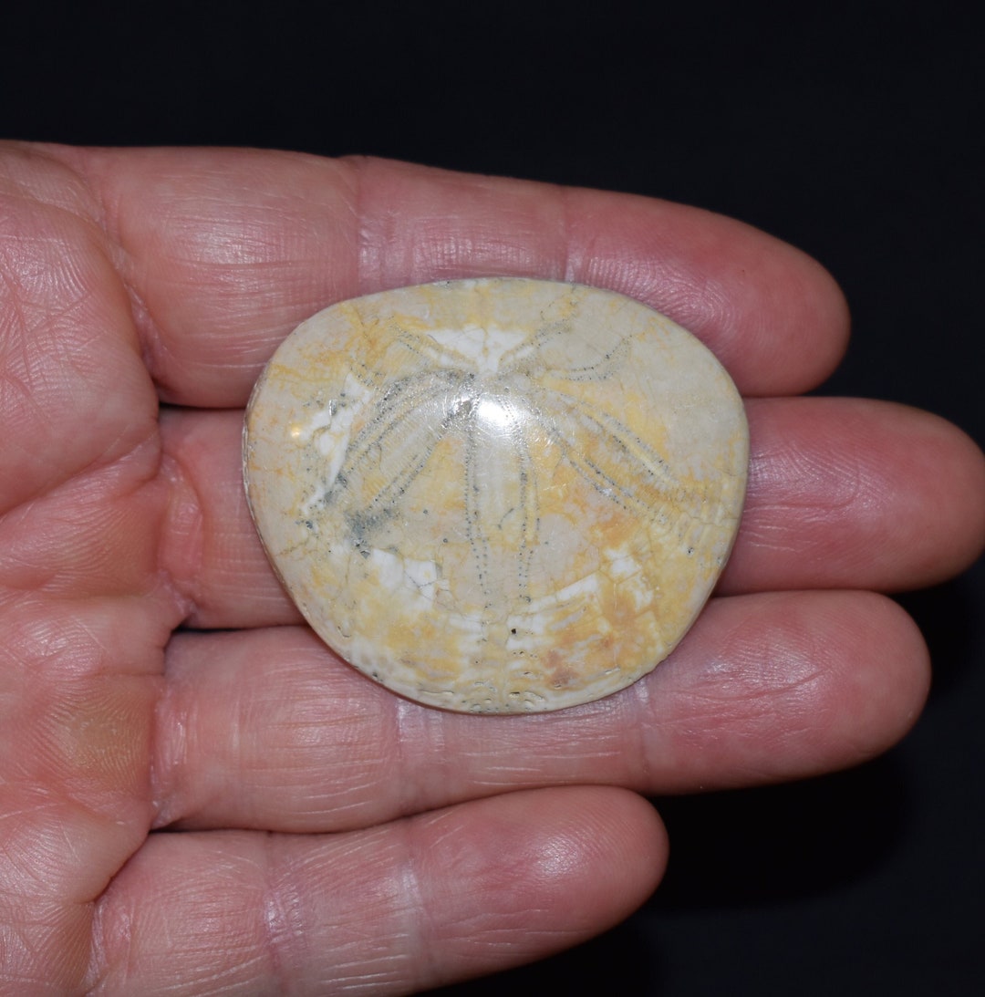 Excellent Fossilized California Sand Dollar - Pliocene (roughly 4.5 to ...