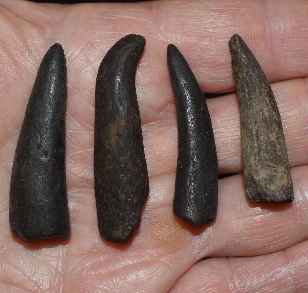 Four Great Fossil Small Deer Antler Tines Pleistocene 10,000 - 1.8 ...