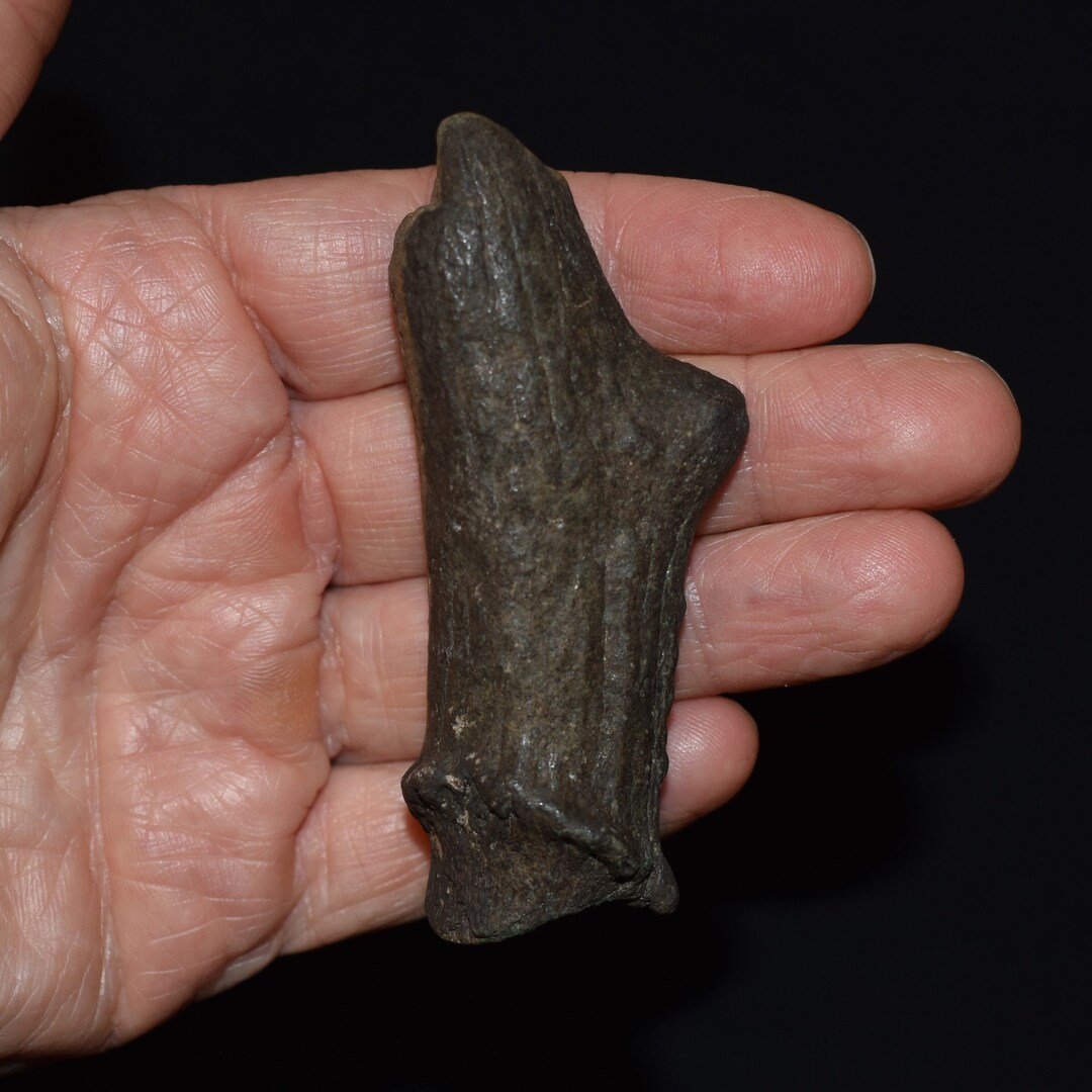 Beautiful Fossilized Deer Antler Section Pleistocene 10,000 1.8 Million ...
