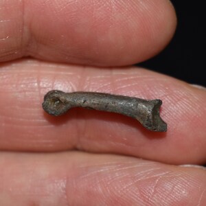 Exceptional Super Mini Fossil Toe Bone likely Bird Pleistocene 10,000 1 ...