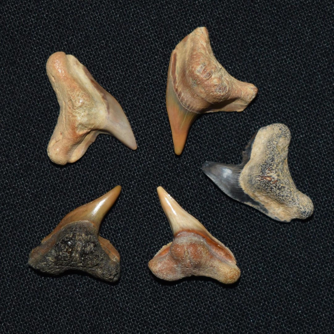 Miocene Longtooth Tiger Shark Teeth Set of Five: Galeocerdo Contortus ...