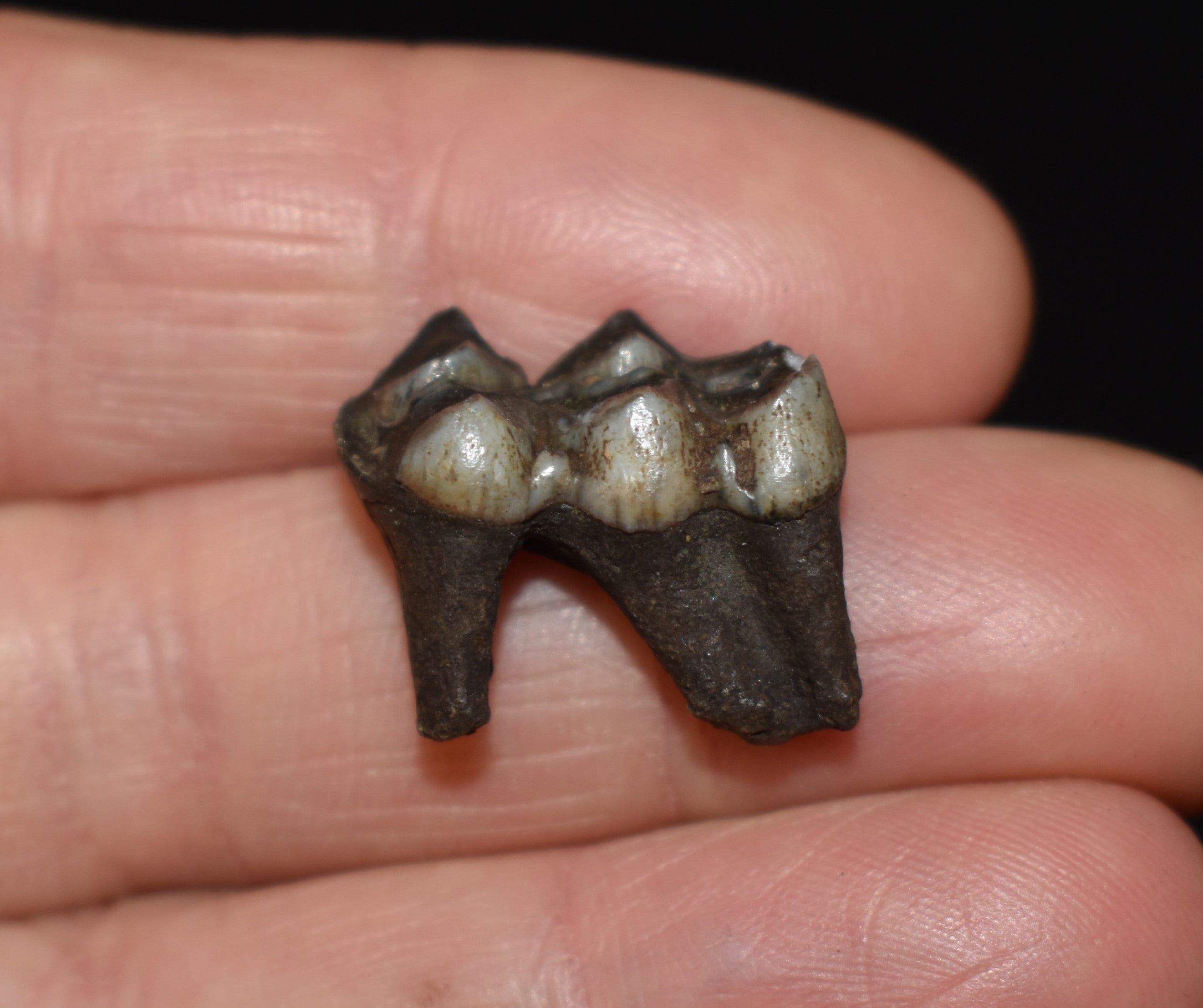 Deer Molar