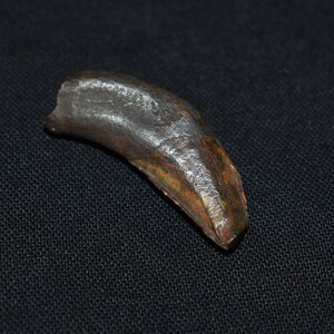 Unique Small Camelid Canine Tooth Pleistocene 10,000 1.8 Million Years ...