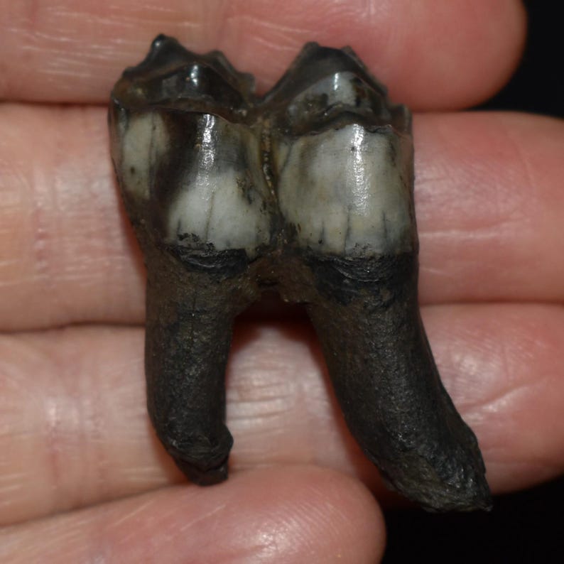 Excellent Camelid Rooted Tooth - Pleistocene 10,000 - 1.8 Million Years ...