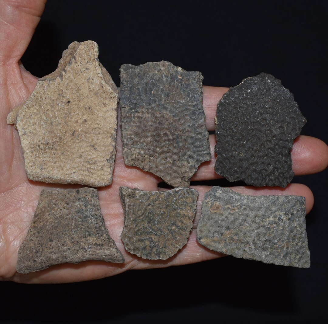 Great Highly Detailed Set of Six Fossilized Soft-shelled Turtle Shell ...