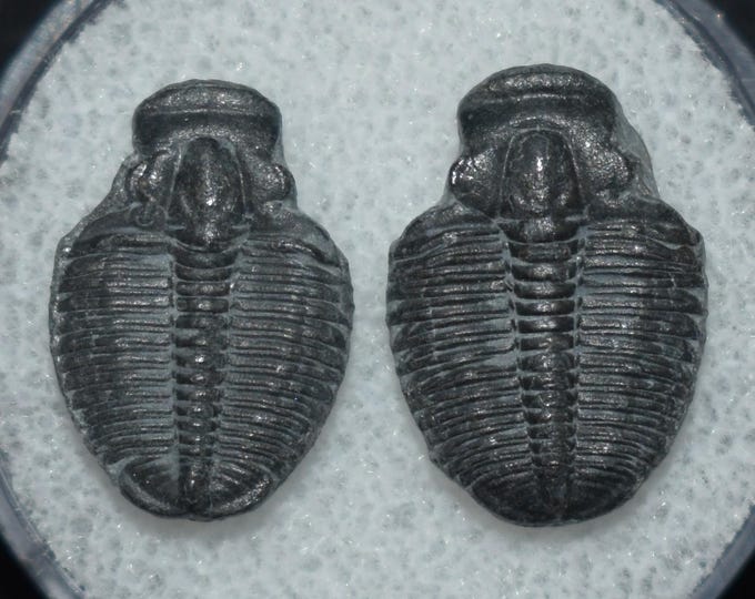 Beautiful Pair of Small Trilobites Elrathia Kingi - Etsy
