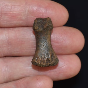 Great Alligator Fossil Toe Bone Pleistocene 10,000 1.8 Million Years - Etsy