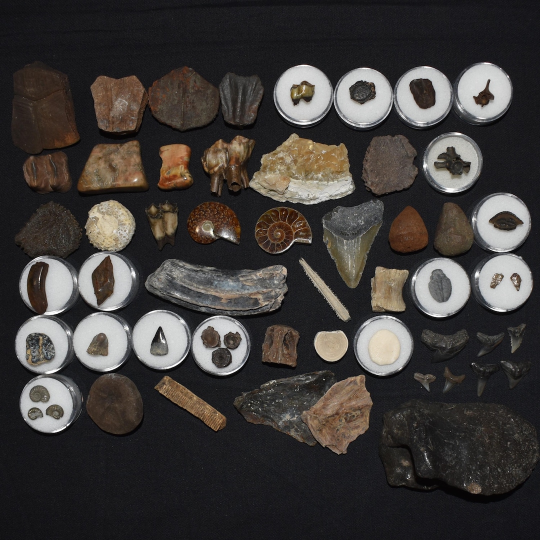 Pleistocene Fossil Starter Pack: 56 Items, Meteorites & Megalodon ...