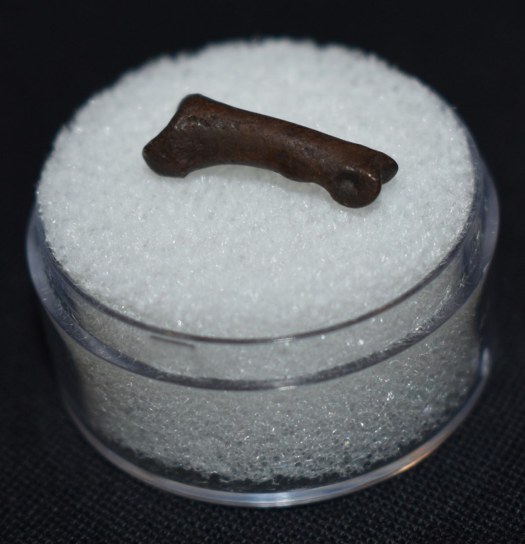 Exceptional Super Mini Fossil Toe Bone - Pleistocene 10,000 - 1.8 ...