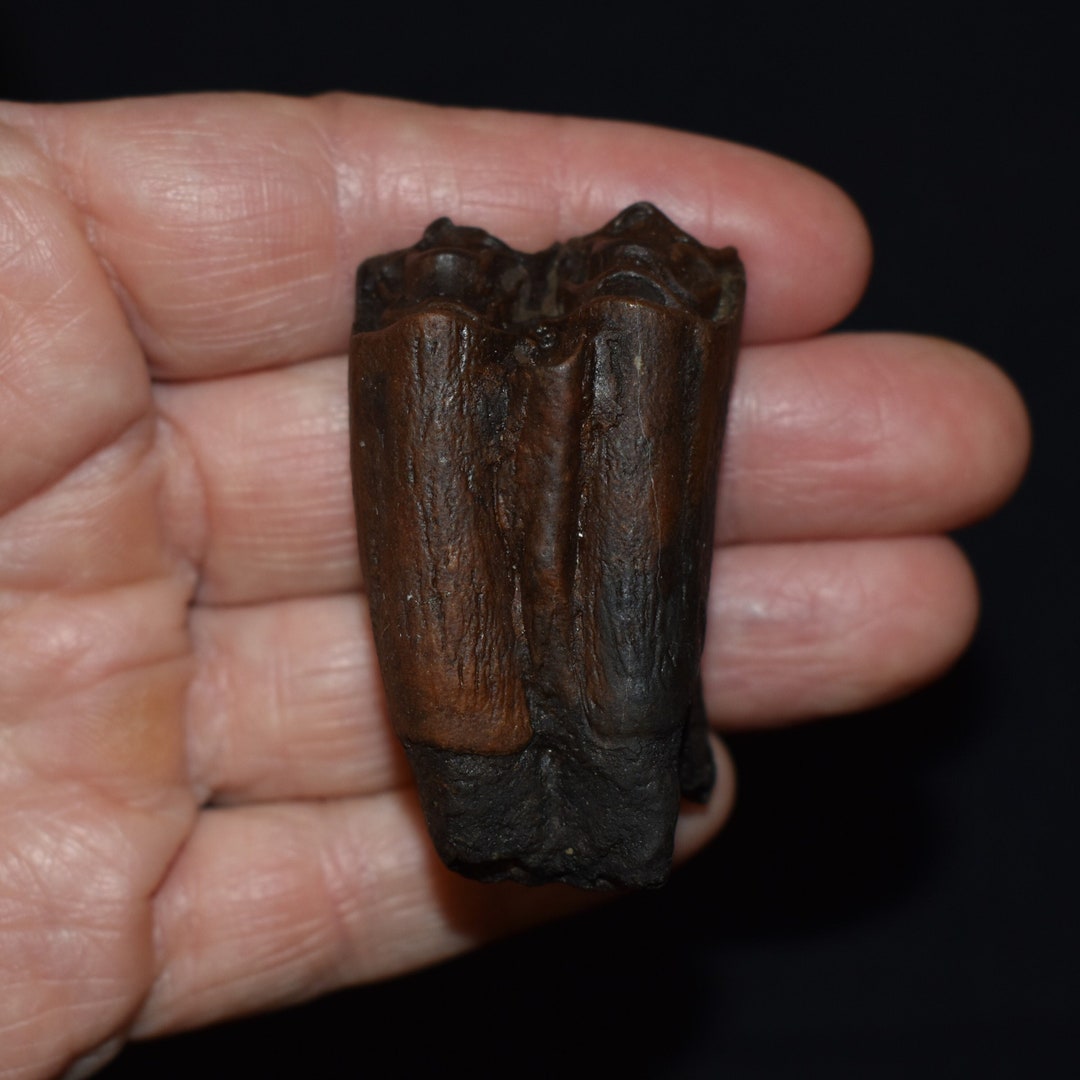 Exceptional Fossilized Ancient Bison Tooth With Intact Roots - Etsy