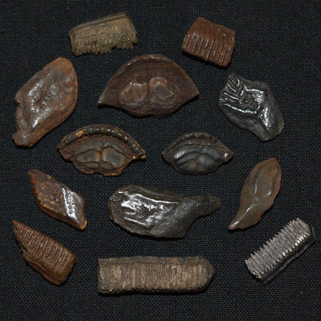Fossilized Fish Mouth Plate / Gar Scale Set: Pleistocene-eocene Fossils ...