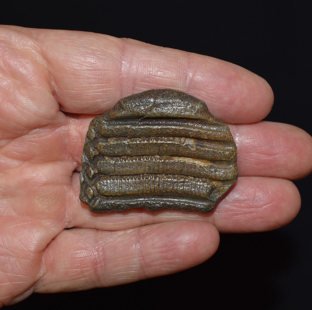 Exceptional Fossilized Glossy Ray Dental Pavement Pleistocene to Eocene ...