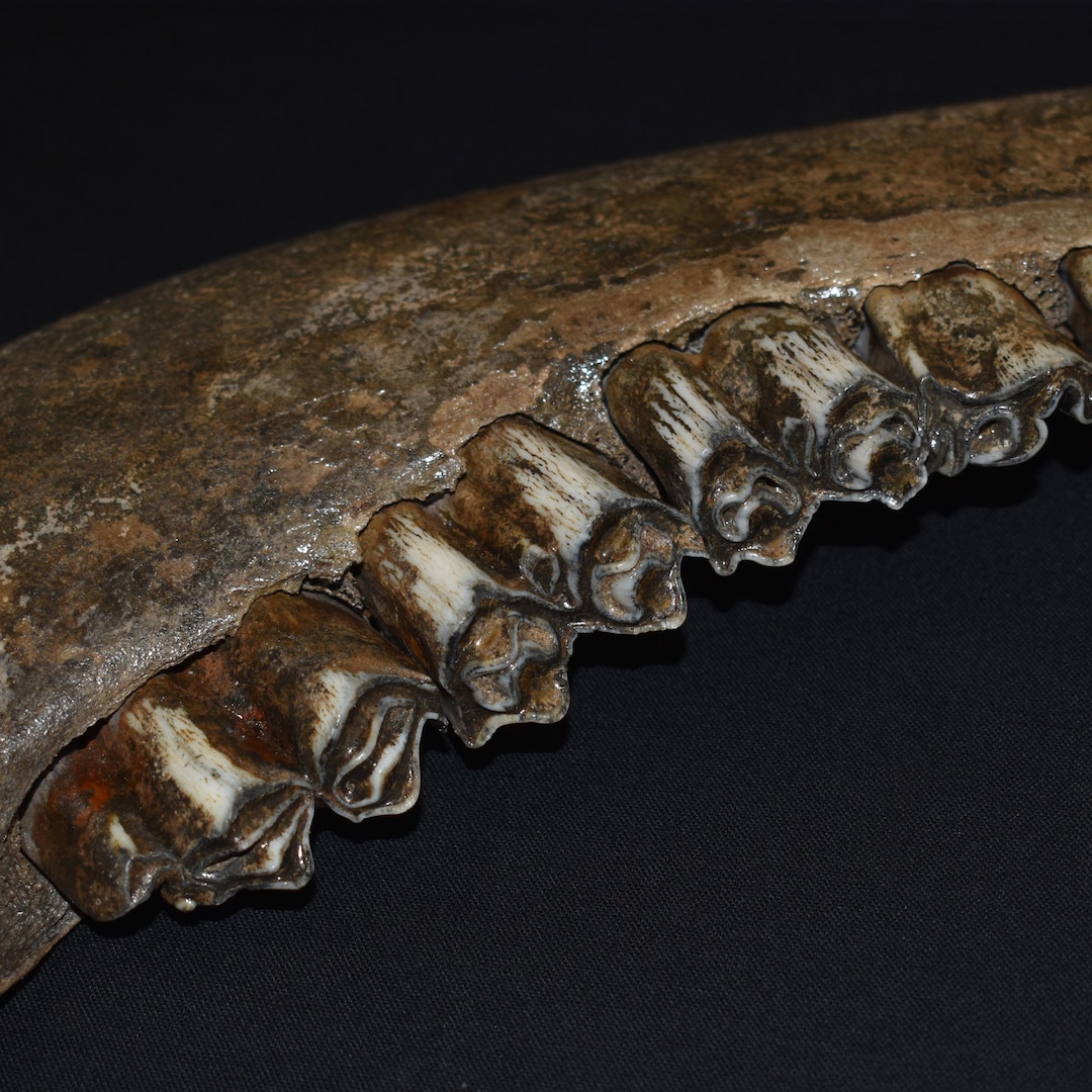 Great Old Bison Jaw With Six Teeth Intact - Etsy