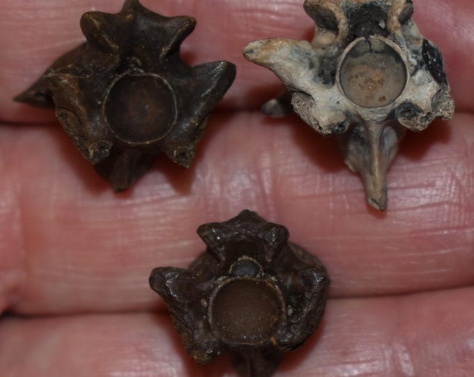 Fossil Snake Vertebrae - Pleistocene Era Relics - Florida Origin- Set ...