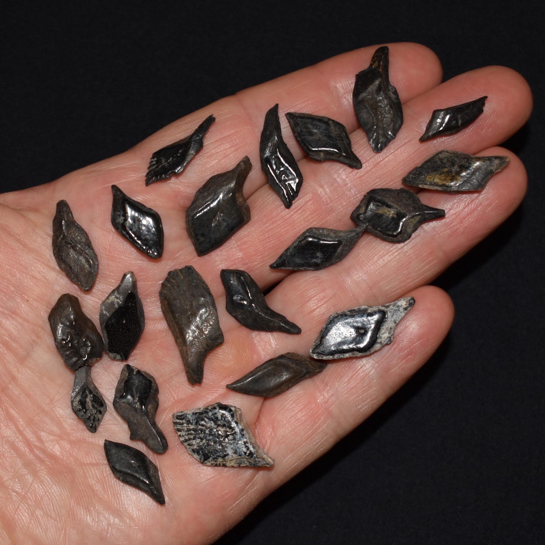 Group of 20 Mini to Medium Sized Fossilized Gar Fish Scales ...