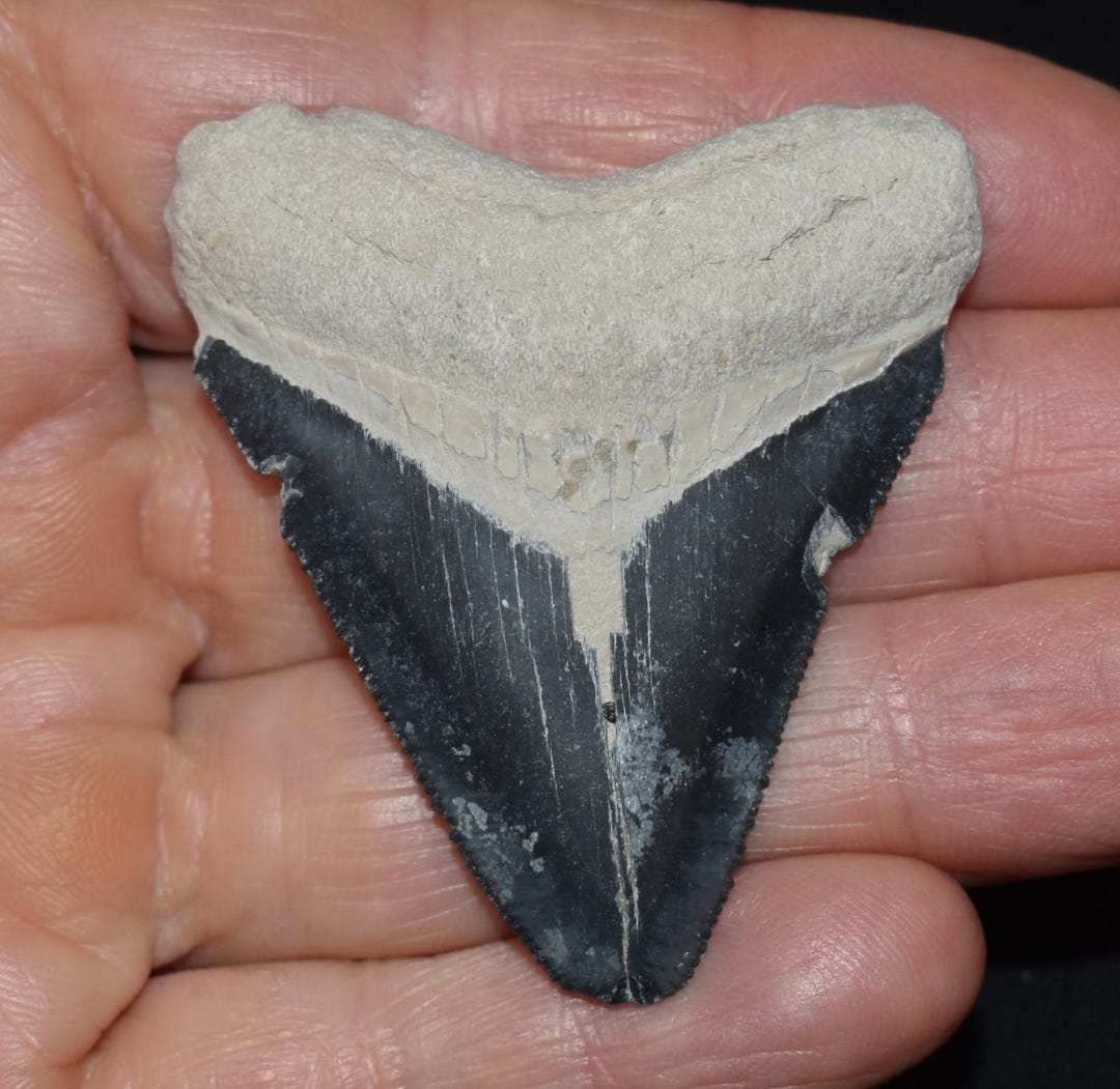 Cool Authentic Fossilized Small Megalodon Shark Tooth - Bone Valley ...
