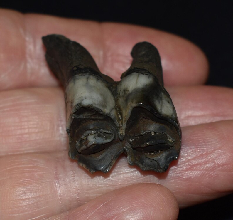 Excellent Camelid Rooted Tooth - Pleistocene 10,000 - 1.8 Million Years ...