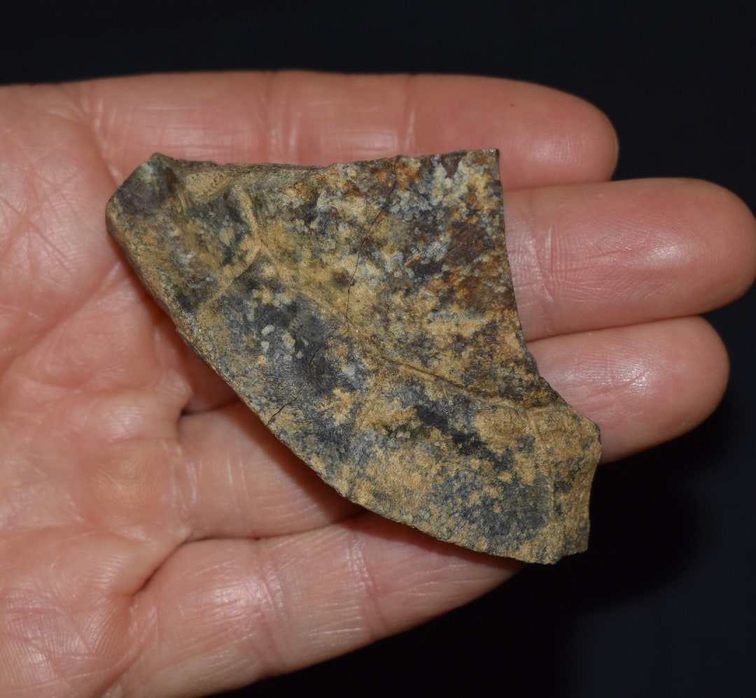 Beautiful Detailed Section of Fossilized Turtle Shell Pleistocene ...