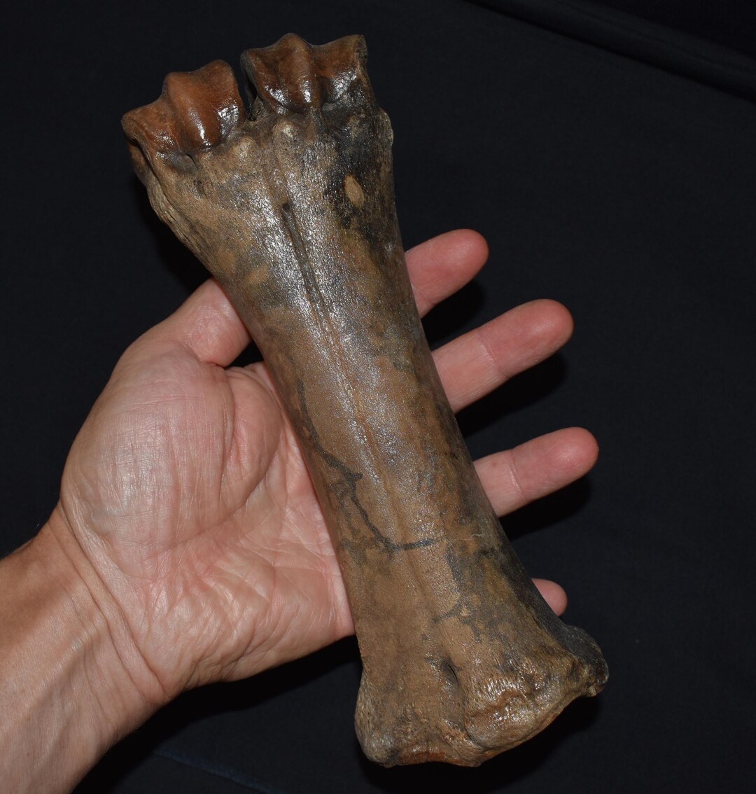 Beautiful Detailed Ancient Bison Carpal Bone - Etsy