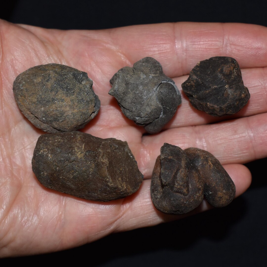 Crazy Group of Five Fossilized Mammal Coprolites Pieces - Etsy