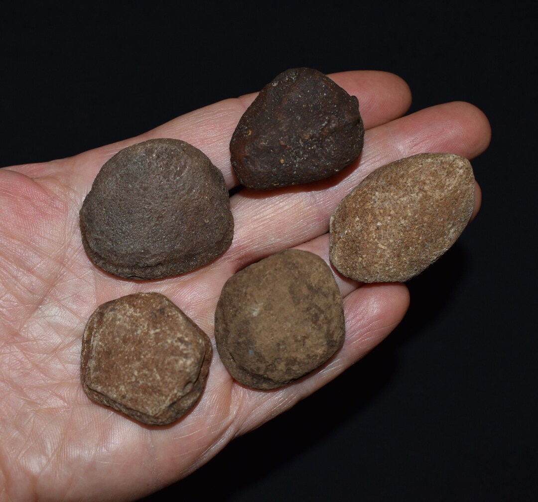 Five Large Extinct Giant Tortoise Osteoderms Pleistocene 10,000 - 1.8 ...