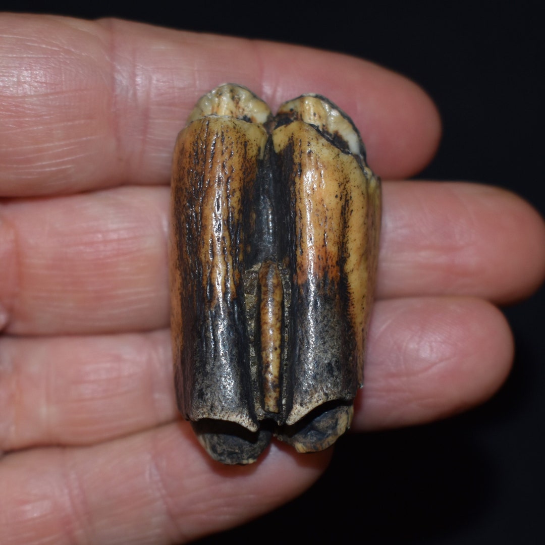 Beautiful Mineralized Ancient Bison/ Bovid Tooth - Etsy