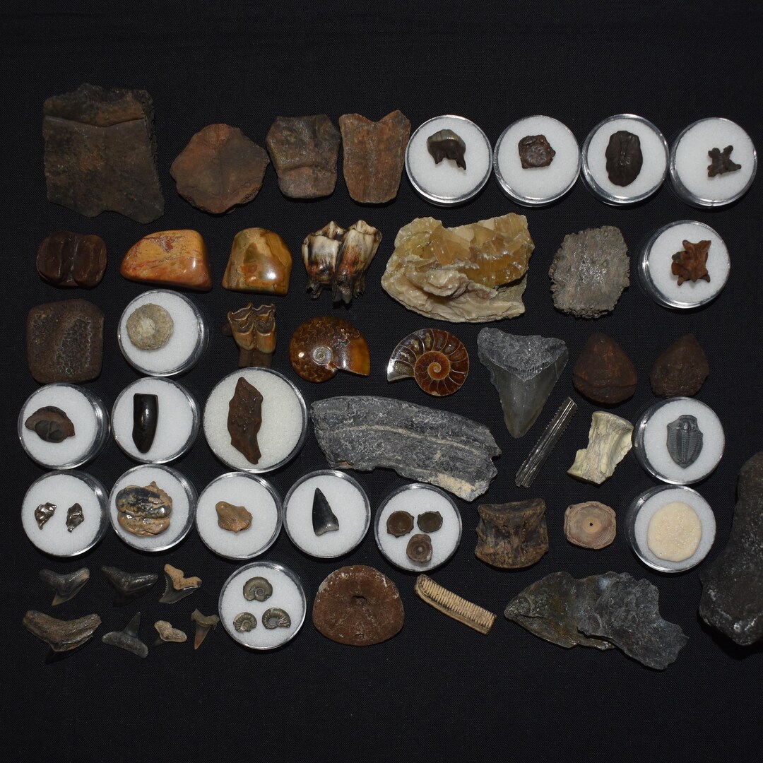 Pleistocene Fossil Starter Pack: 56 Items, Meteorites & Megalodon ...