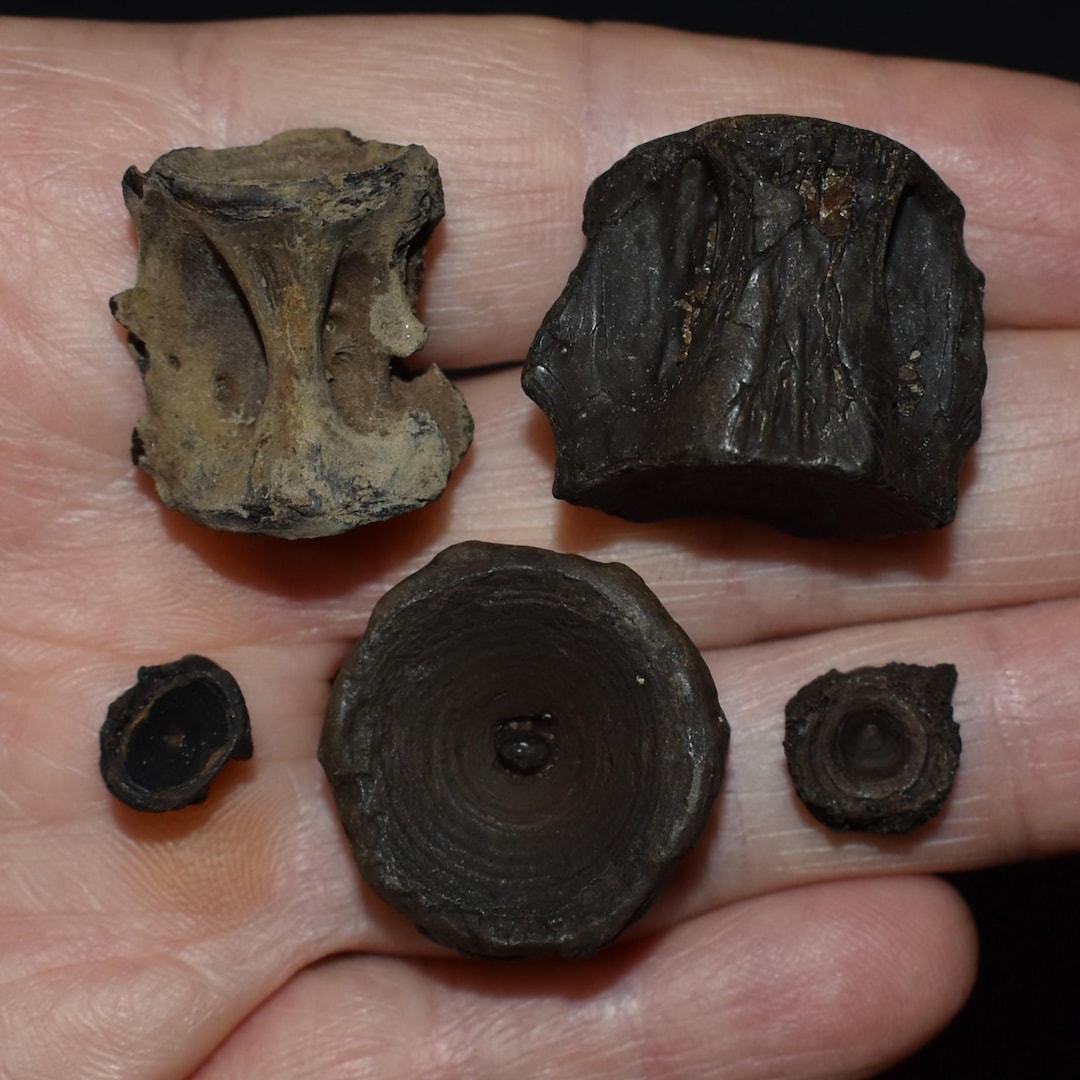 Set of Five Great Fossilized Fish Vertebrae (including Shark and Gar ...
