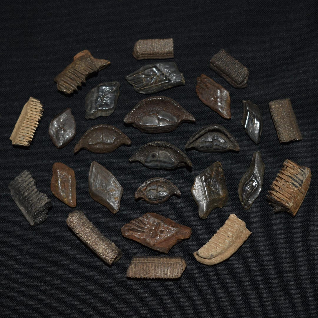 Fossilized Fish Mouth Plates / Gar Scale Set: Pleistocene-eocene ...
