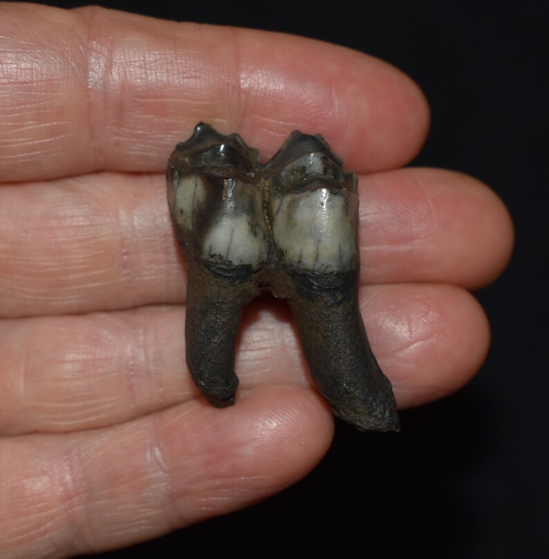 Excellent Camelid Rooted Tooth - Pleistocene 10,000 - 1.8 Million Years ...