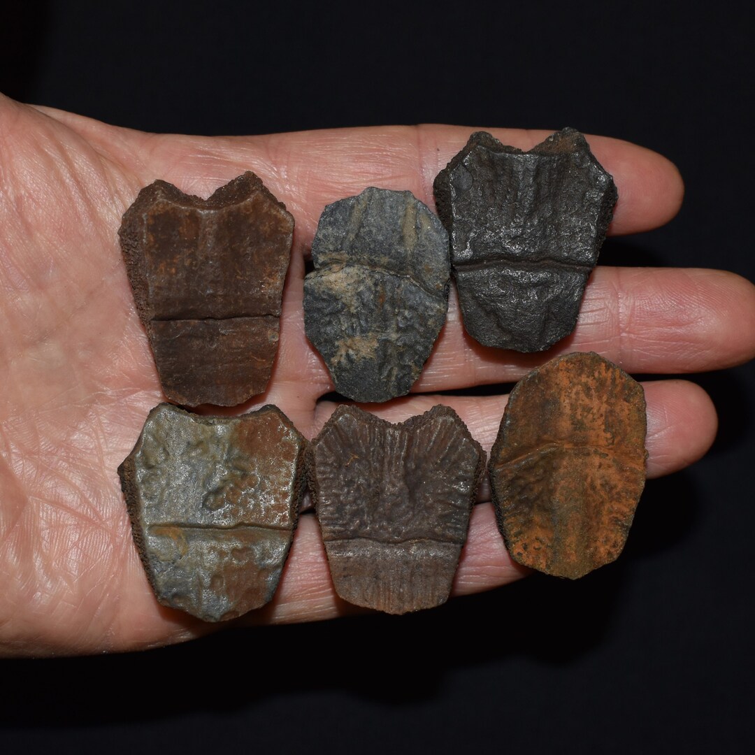 Set of Six Fossilized Turtle Shell Elements top Shell Pieces - Etsy