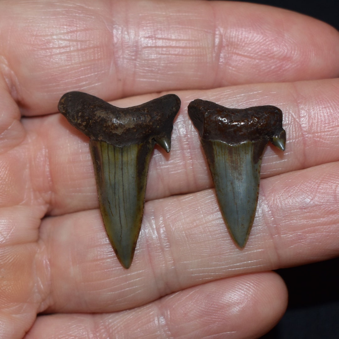 Great Pair of Glossy Extinct Mackerel Shark Teeth Each With One Side ...